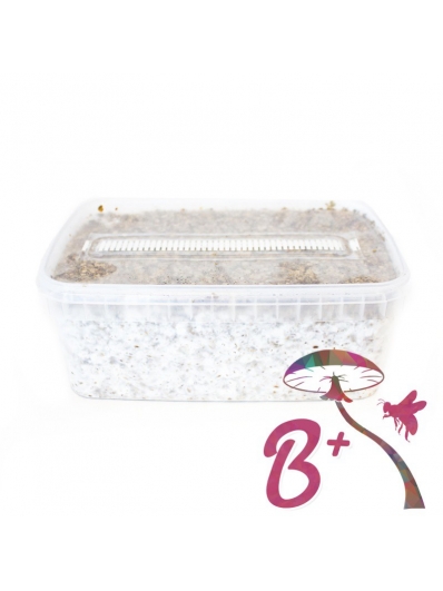 Psilocybe Cubensis | Dutch Grow Kits Webshop